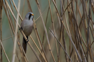 FAUNA - Panurus biarmicus - Fiche espèce