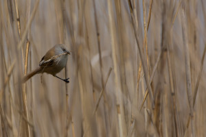 FAUNA - Panurus biarmicus - Fiche espèce