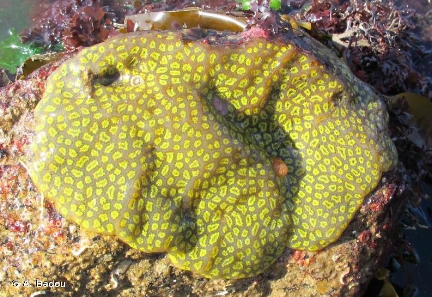 FAUNA - Botryllus schlosseri - Fiche espèce