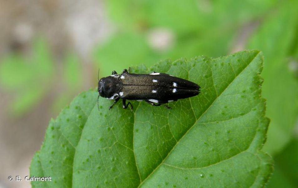 FAUNA - Agrilus ater - Fiche espèce