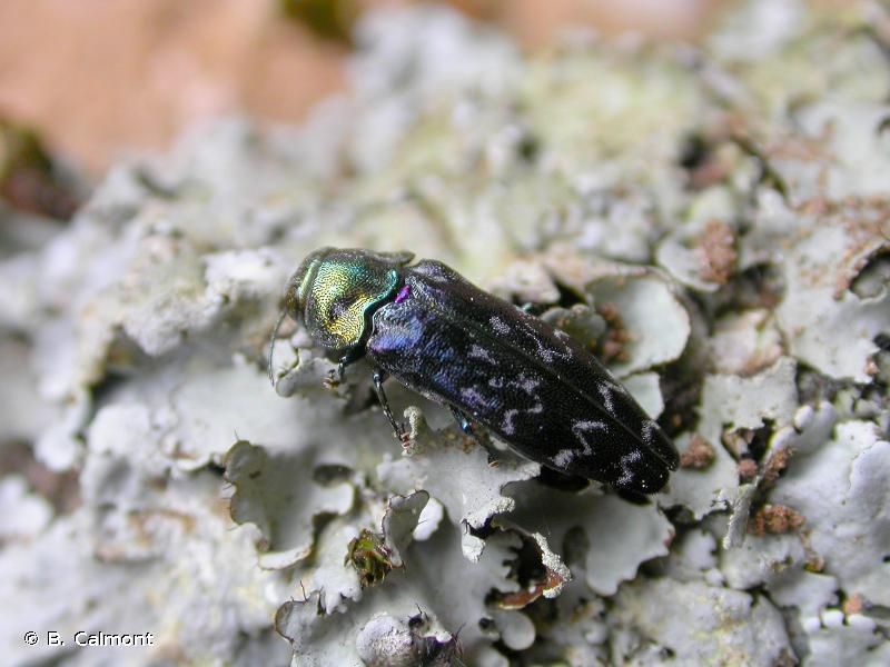 FAUNA - Coraebus undatus - Fiche espèce