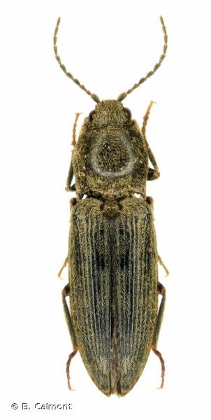 FAUNA - Dicronychus cinereus - Fiche espèce