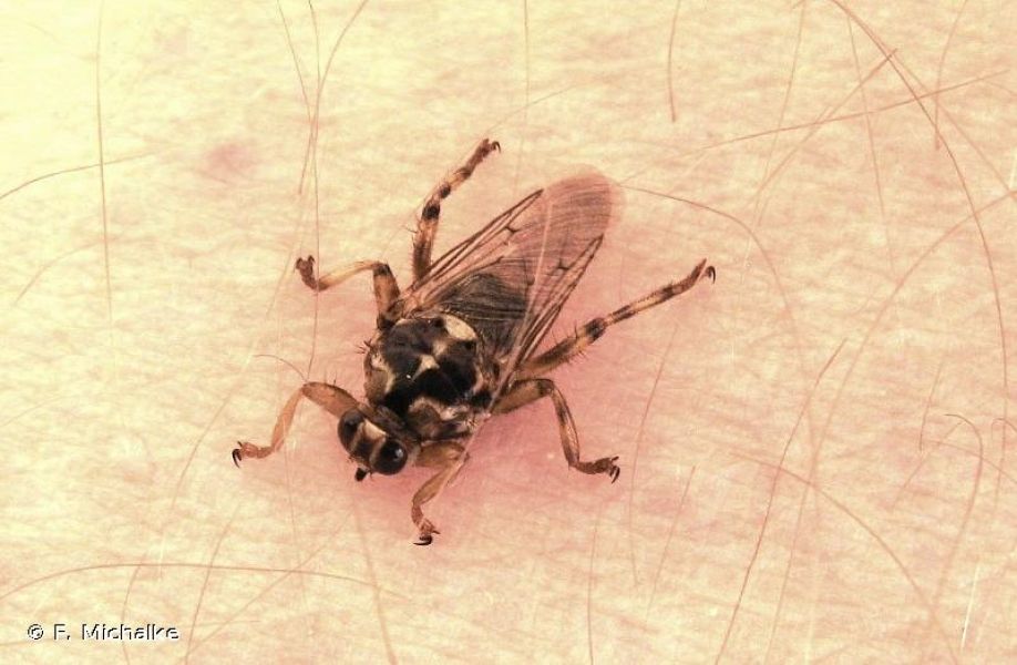 FAUNA - Hippobosca equina - Fiche espèce