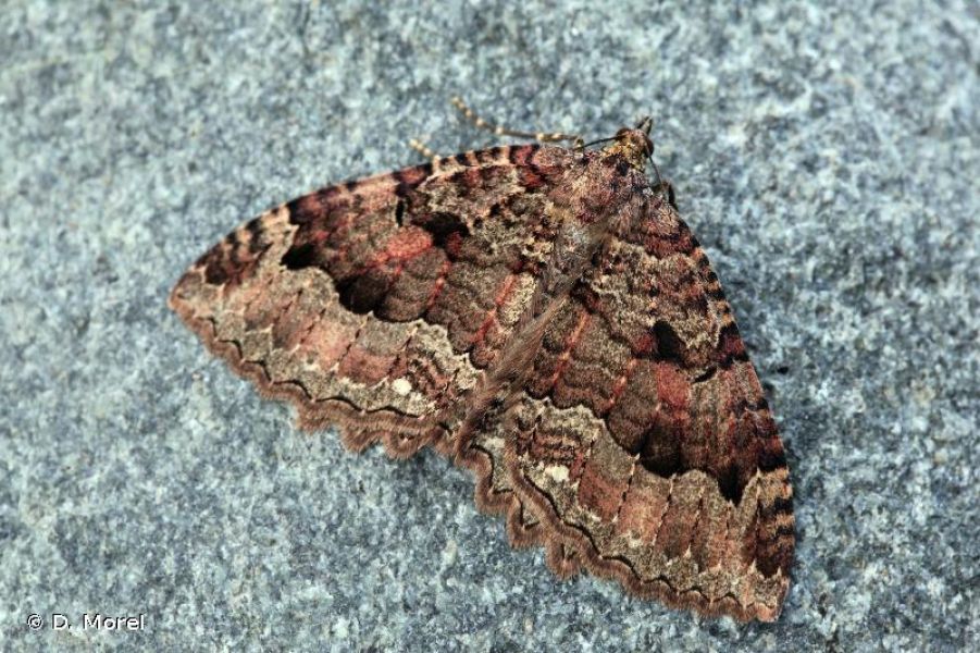 FAUNA - Triphosa dubitata - Fiche espèce