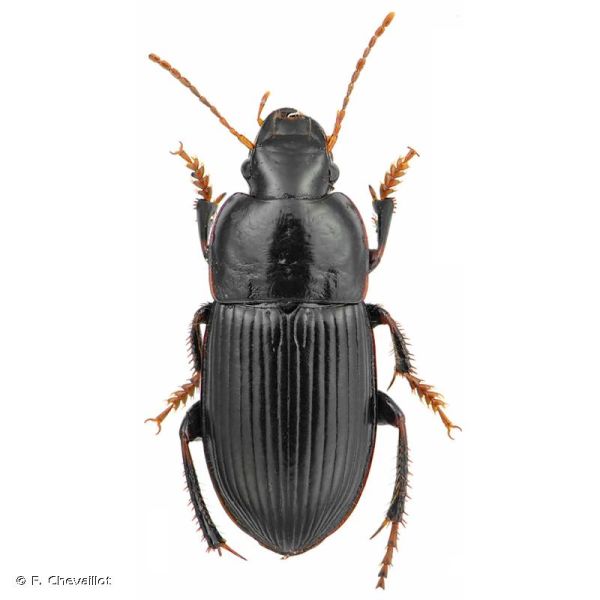 FAUNA - Harpalus tardus - Fiche espèce