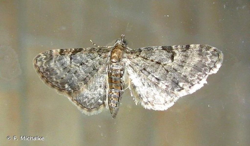 FAUNA - Eupithecia subfuscata - Fiche espèce
