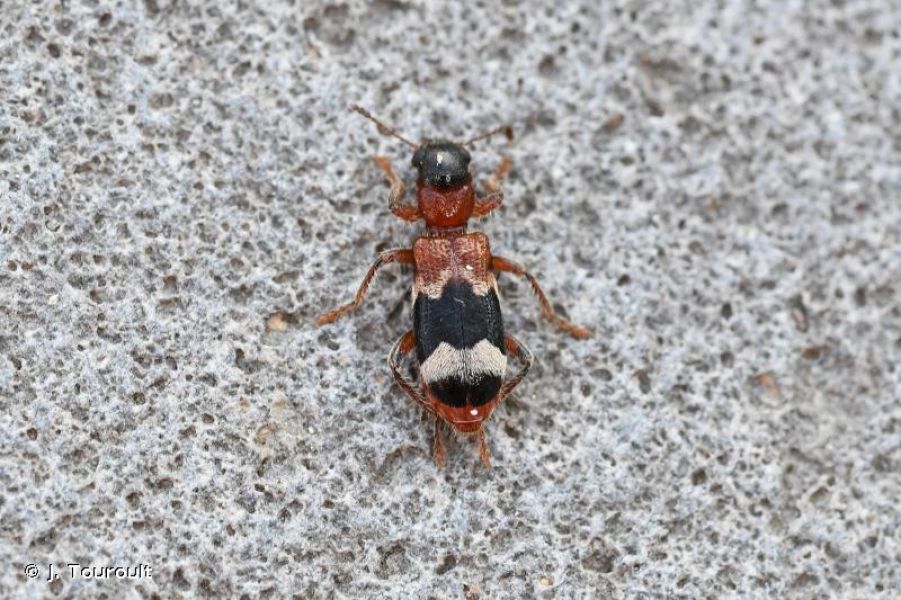 FAUNA - Thanasimus femoralis - Fiche espèce