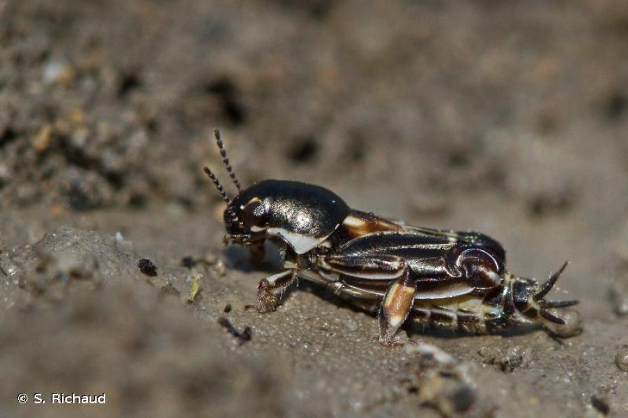 FAUNA - Xya variegata - Fiche espèce