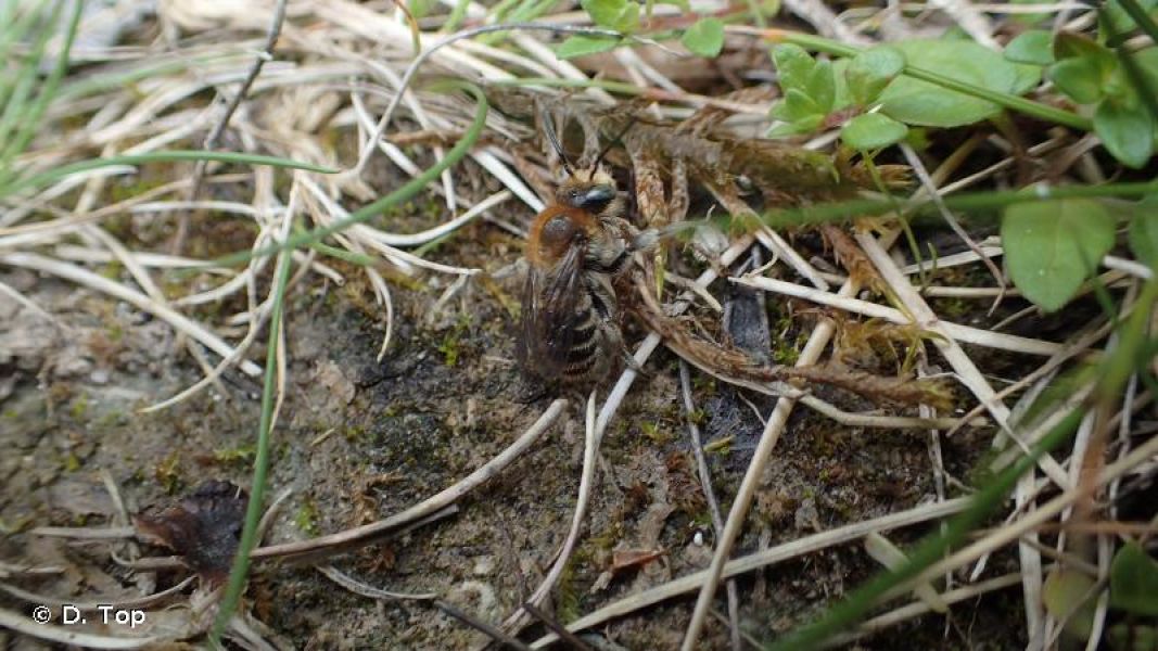 FAUNA - Trachusa byssina - Fiche espèce