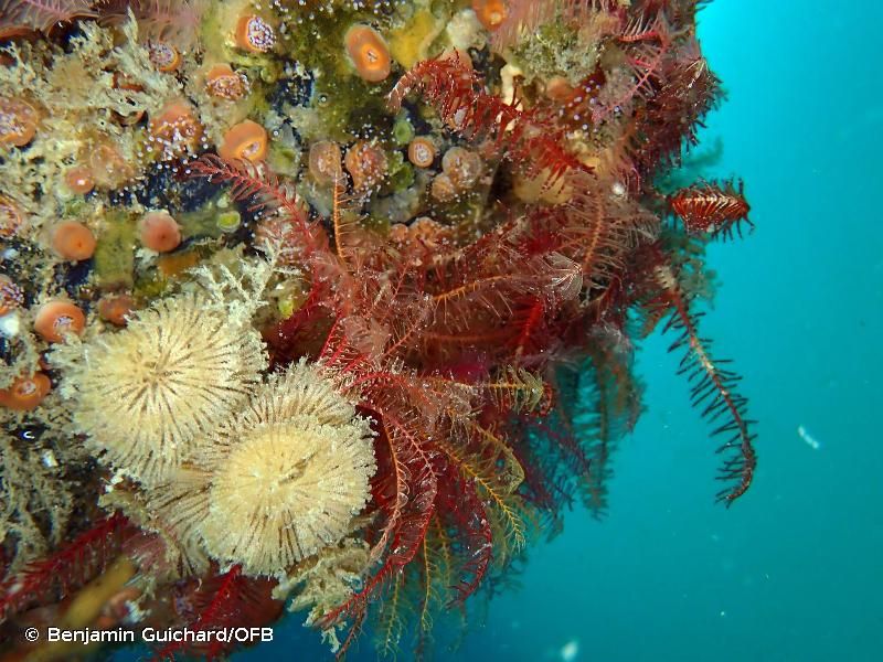 FAUNA - Antedon bifida - Fiche espèce