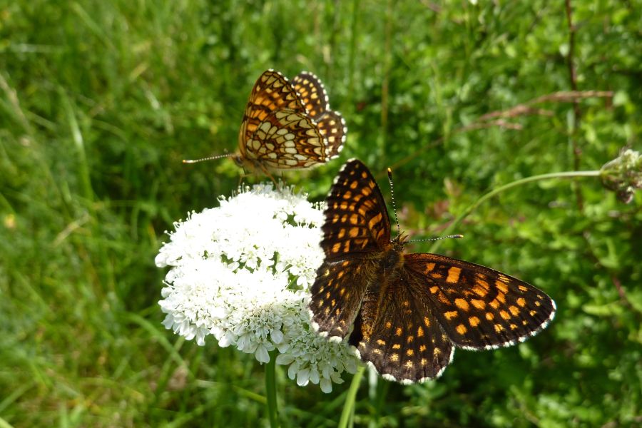 FAUNA - Melitaea diamina - Fiche espèce