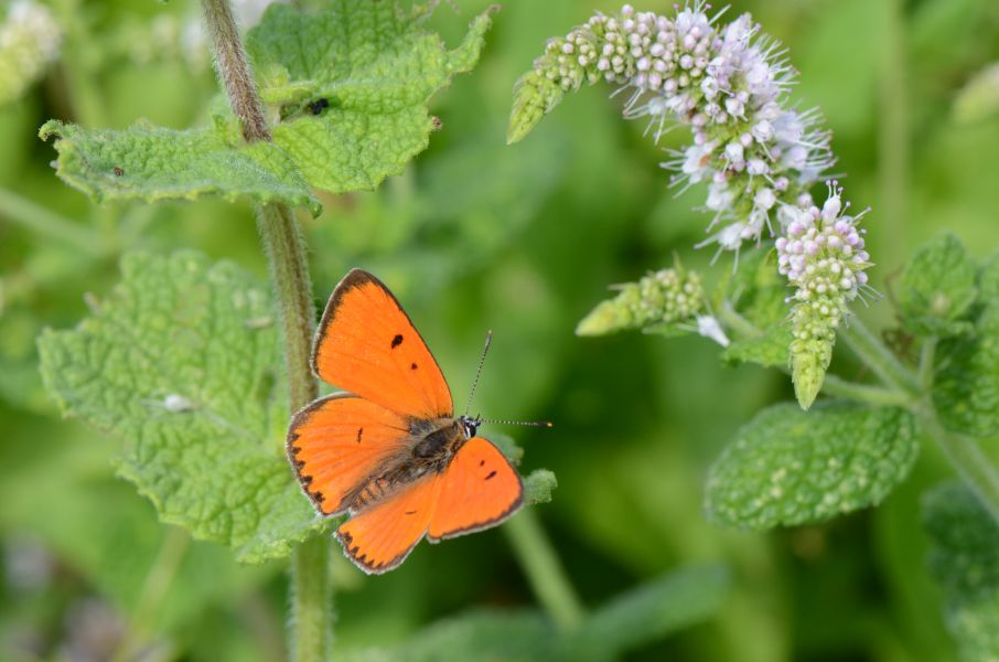 FAUNA - Lycaena dispar - Fiche espèce