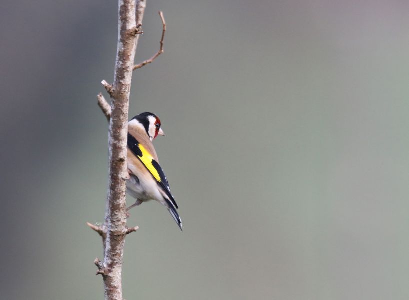 FAUNA - Carduelis carduelis - Fiche espèce