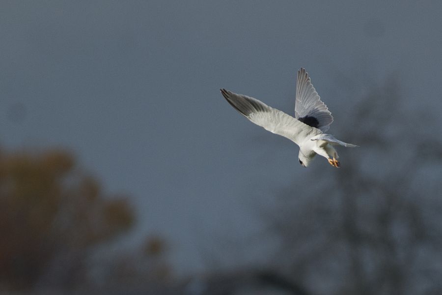 FAUNA - Elanus caeruleus - Fiche espèce