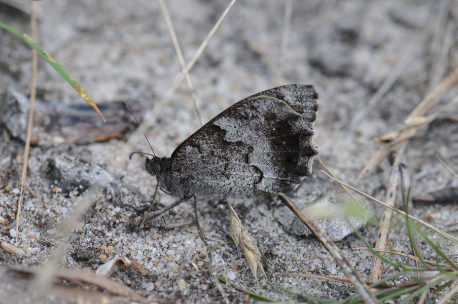 FAUNA - Hipparchia statilinus - Fiche espèce