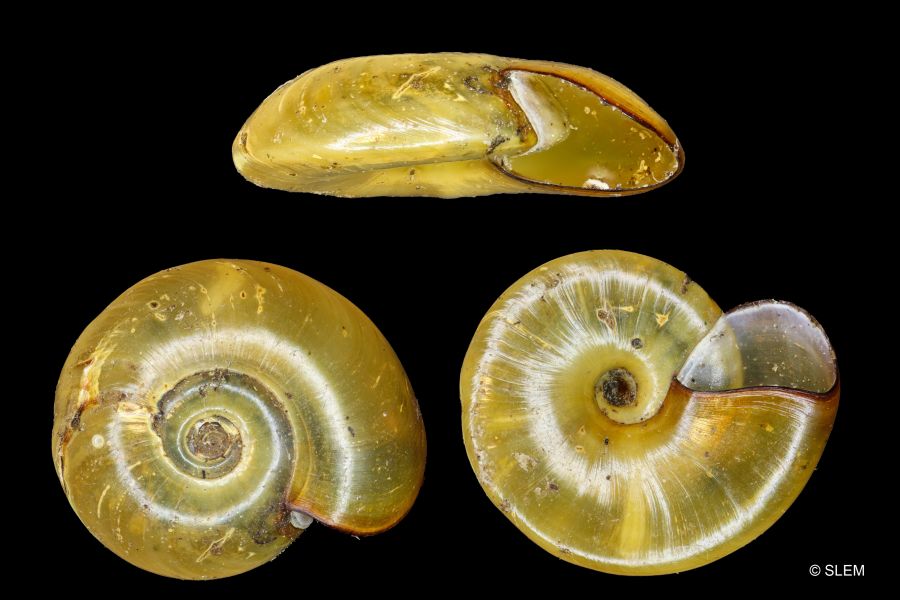 FAUNA - Segmentina nitida - Fiche espèce