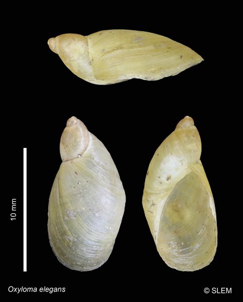 FAUNA - Oxyloma elegans - Fiche espèce
