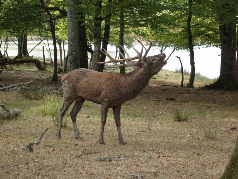 FAUNA - Cervus elaphus - Fiche espèce