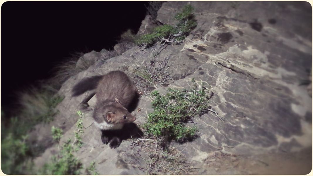 FAUNA - Martes foina - Fiche espèce