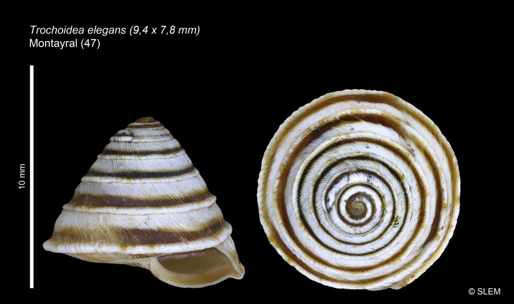FAUNA - Trochoidea elegans - Fiche espèce