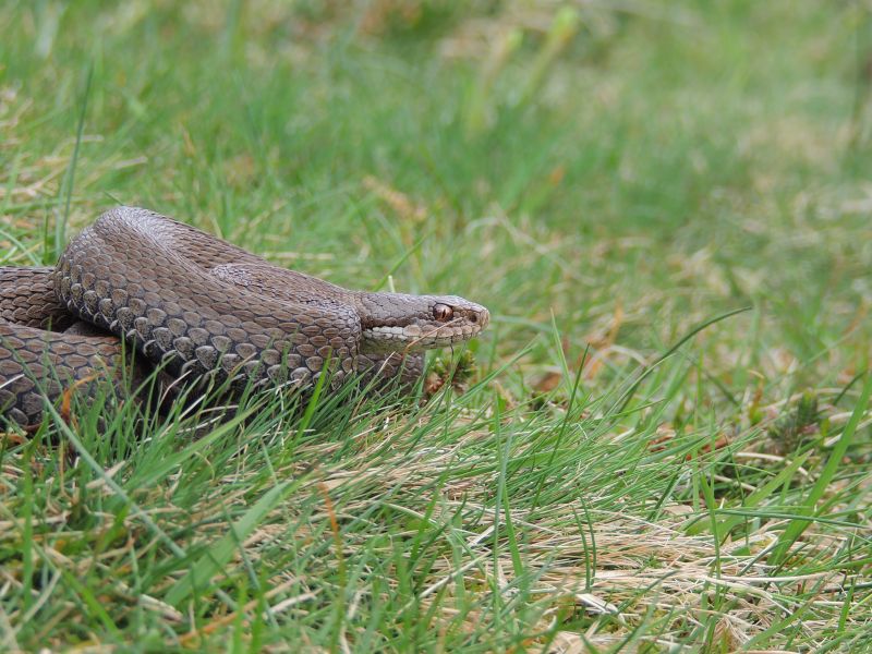 FAUNA - Vipera seoanei - Fiche espèce