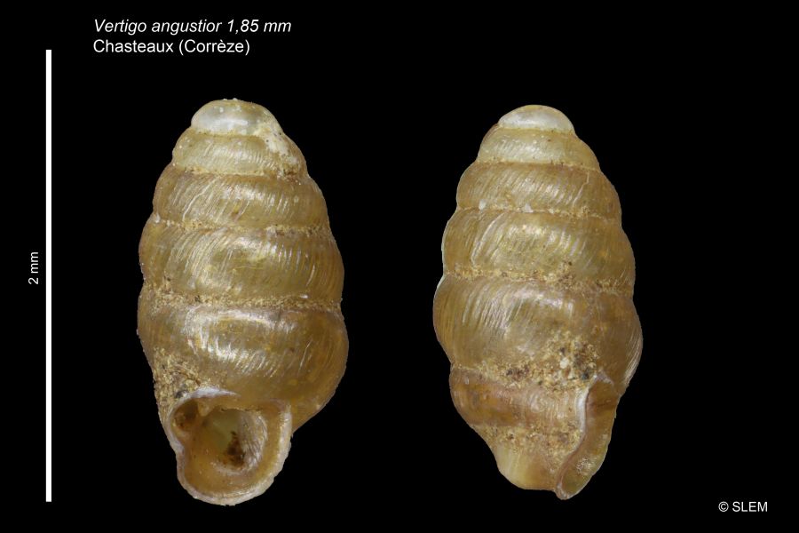 FAUNA - Vertigo angustior - Fiche espèce
