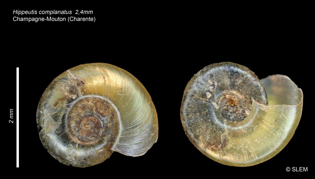 FAUNA - Hippeutis complanatus - Fiche espèce