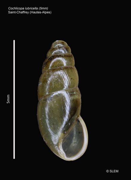 FAUNA - Cochlicopa lubricella - Fiche espèce