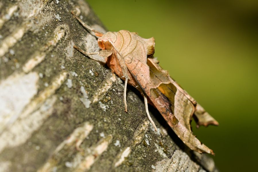 FAUNA - Phlogophora meticulosa - Fiche espèce