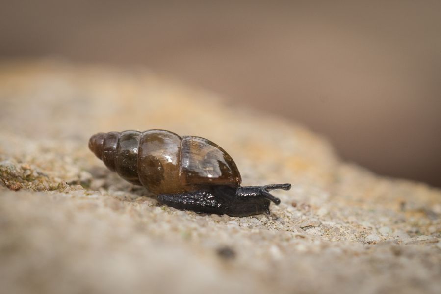 FAUNA - Cochlicopa lubrica - Fiche espèce