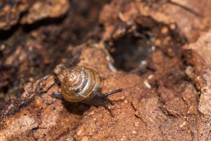 FAUNA - Euconulus fulvus - Fiche espèce