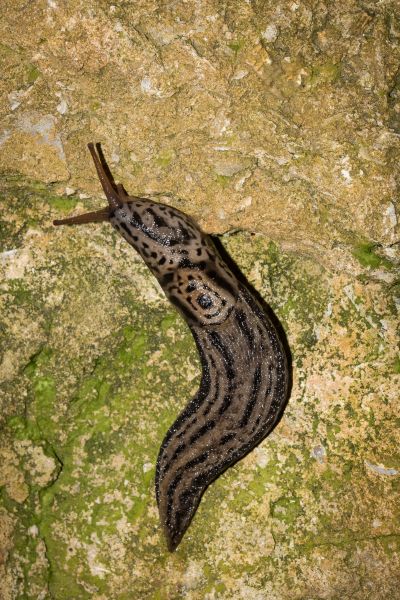 FAUNA - Limax maximus - Fiche espèce