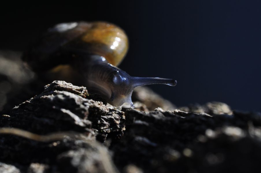 FAUNA - Oxychilus draparnaudi - Fiche espèce