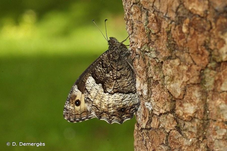 FAUNA - Hipparchia fagi - Fiche espèce