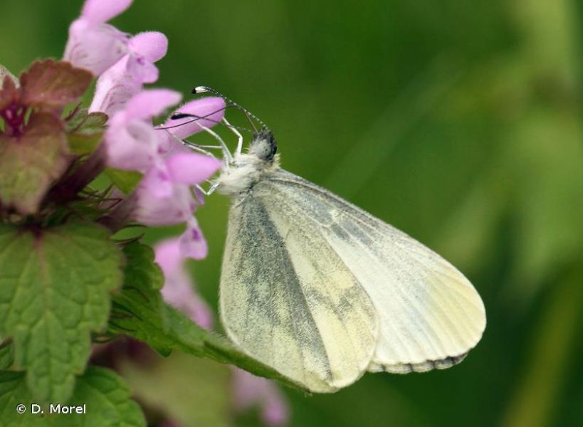 FAUNA - Leptidea reali - Fiche espèce