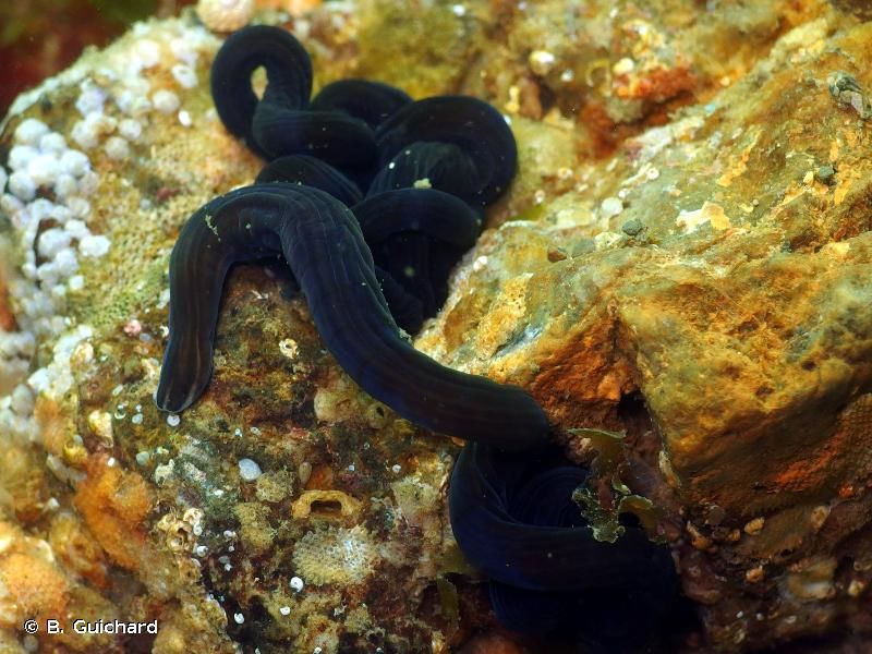 FAUNA - Lineus longissimus - Fiche espèce