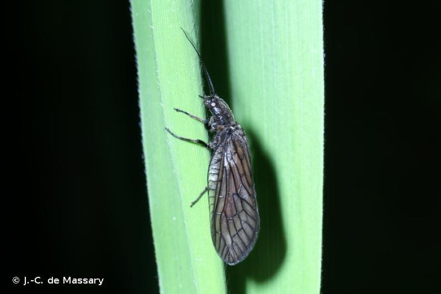 FAUNA - Sialis lutaria - Fiche espèce