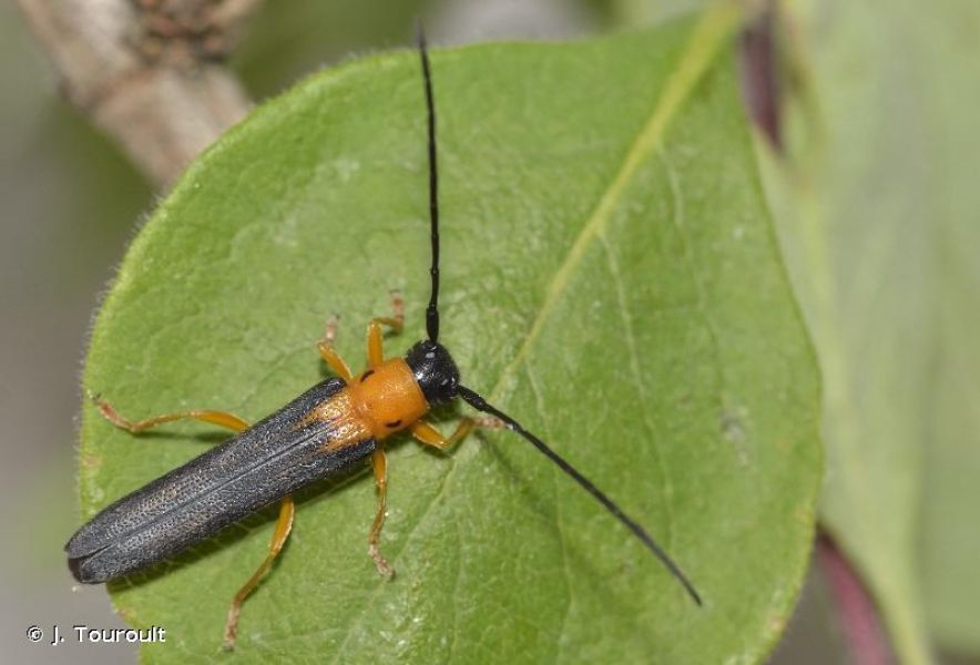 FAUNA - Oberea pupillata - Fiche espèce