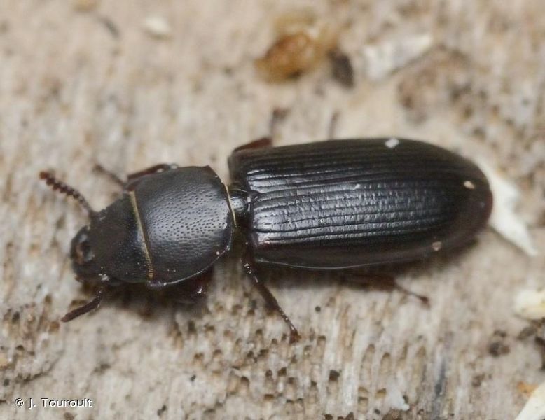 FAUNA - Tenebroides fuscus - Fiche espèce