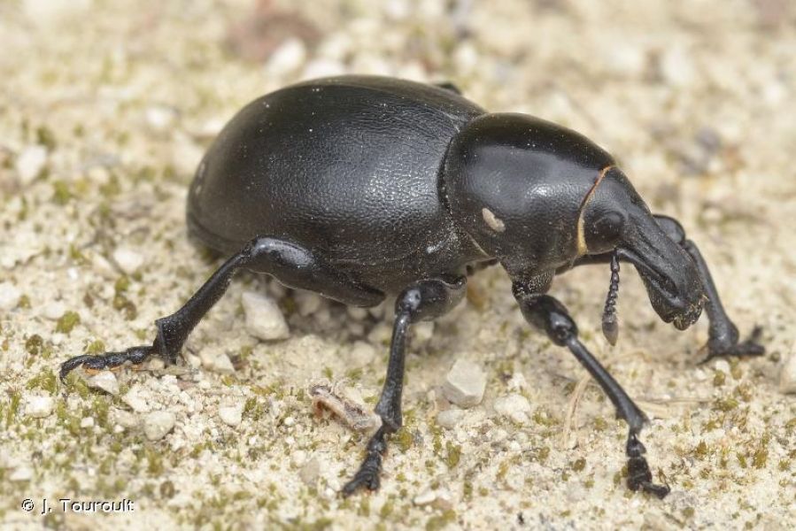 FAUNA - Liparus dirus - Fiche espèce