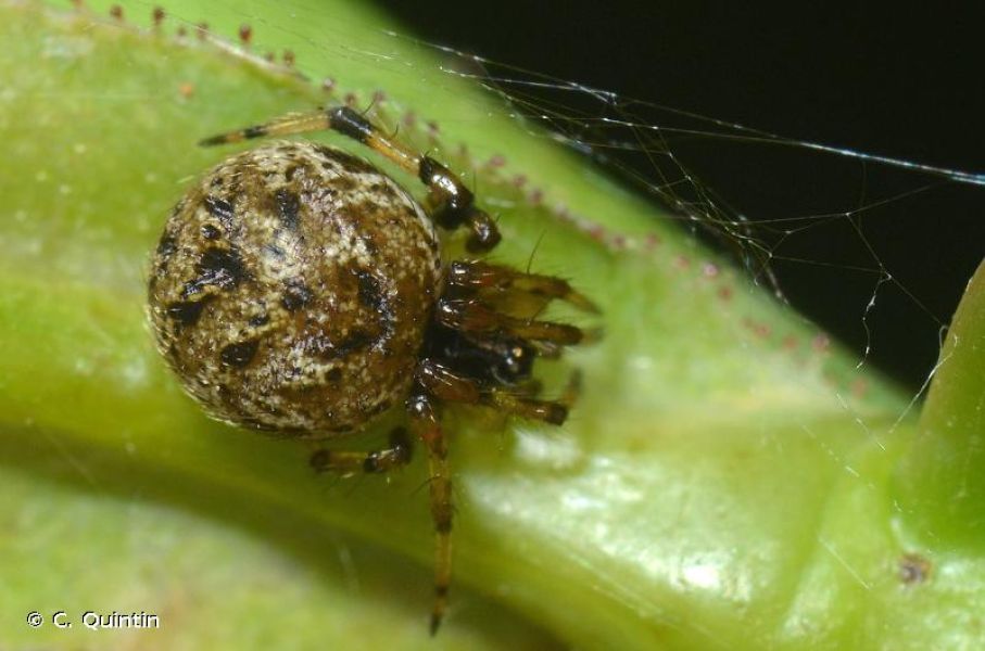 FAUNA - Dipoena melanogaster - Fiche espèce