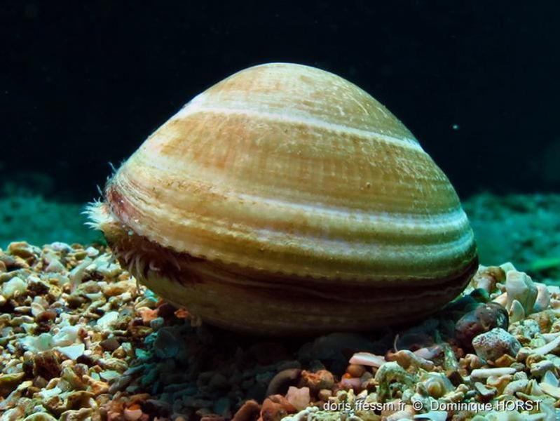 FAUNA - Laevicardium crassum - Fiche espèce