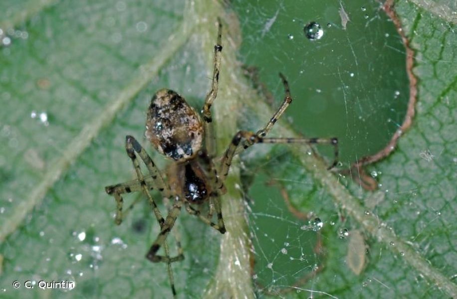 FAUNA - Platnickina tincta - Fiche espèce