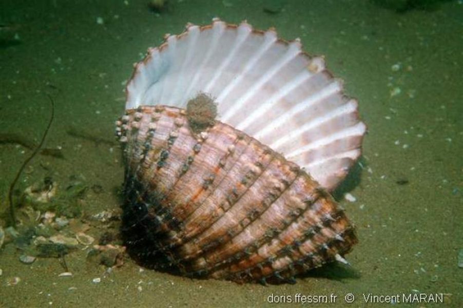 FAUNA - Acanthocardia aculeata - Fiche espèce