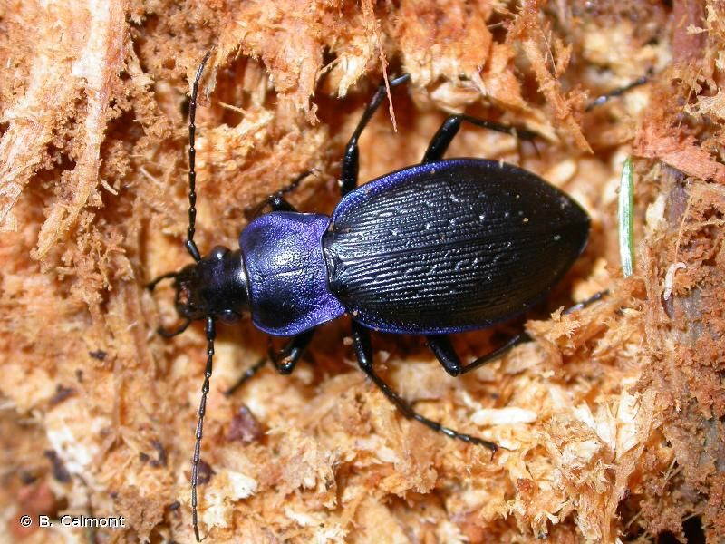 FAUNA - Carabus problematicus - Fiche espèce
