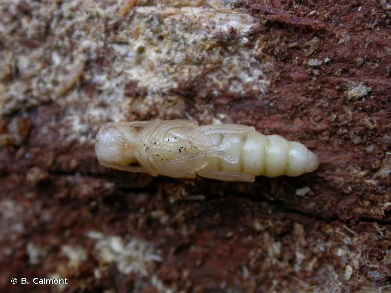 FAUNA - Clytus tropicus - Fiche espèce
