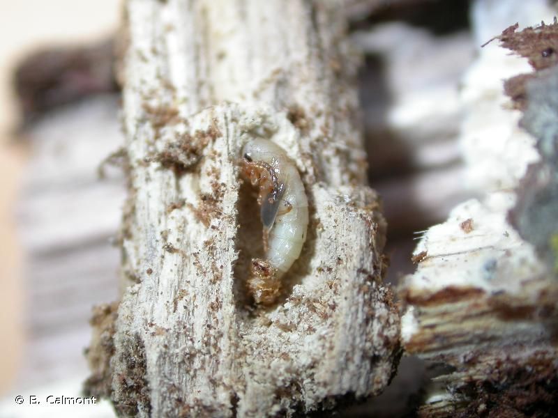 FAUNA - Mycetochara maura - Fiche espèce