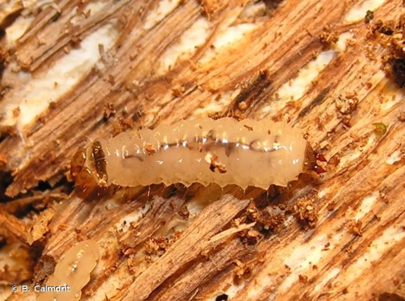 FAUNA - Thymalus limbatus - Fiche espèce