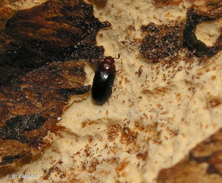 FAUNA - Triplax lacordairii - Fiche espèce