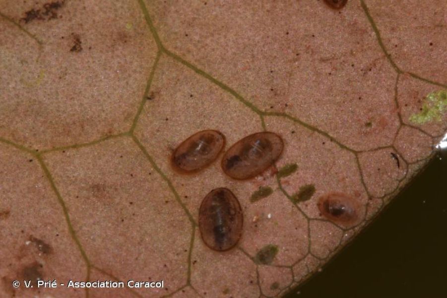 FAUNA - Ferrissia californica - Fiche espèce